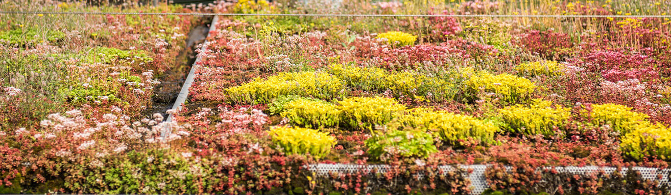 Gründachsysteme für Flachdächer | SOPREMA - SOPREMA